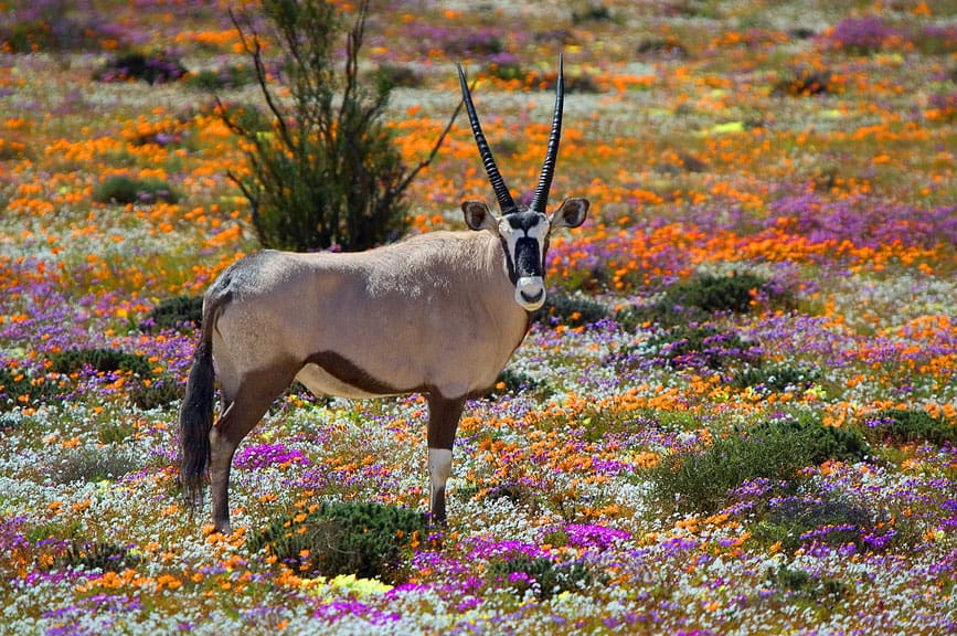 Namaqua National Park | Charlie's Travels
